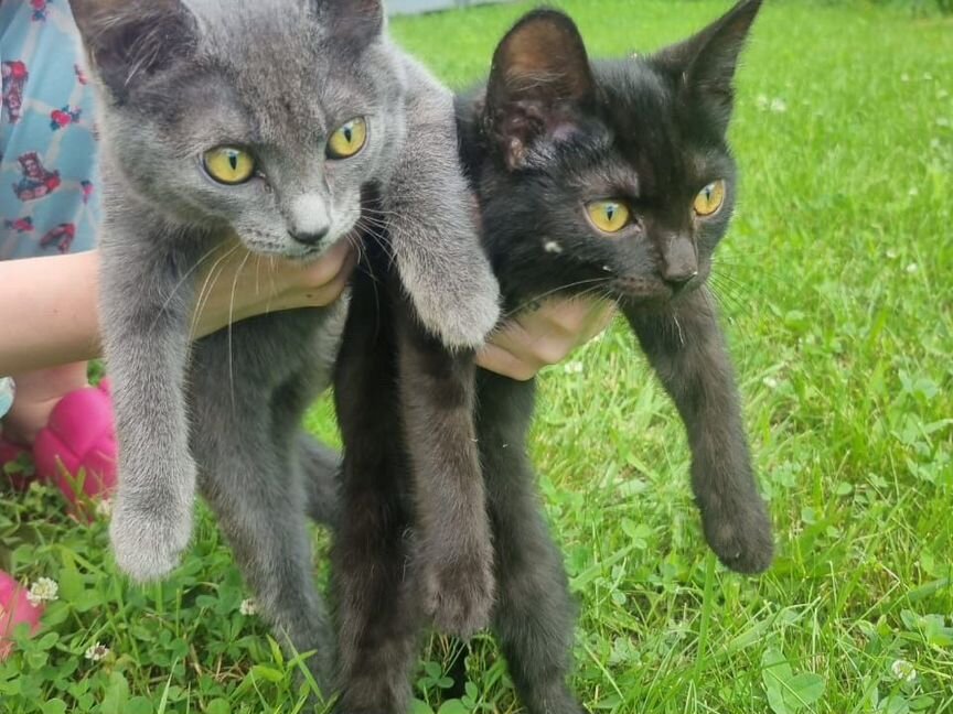 Котята затейники ищут новый дом