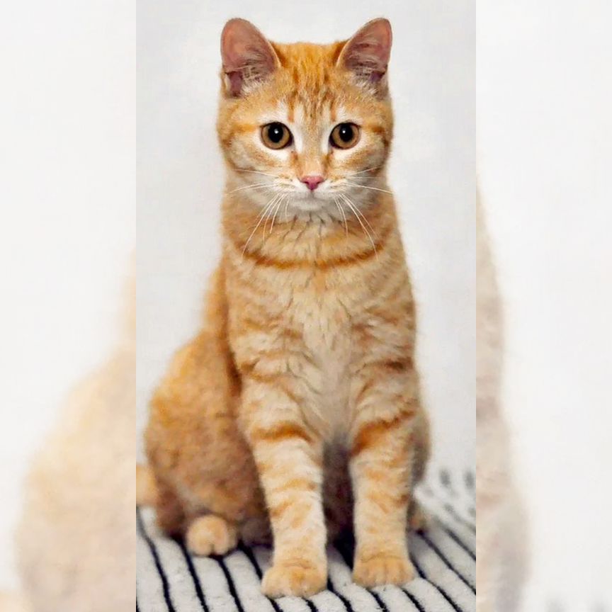 Кошечка