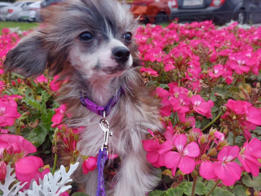 Китайская хохлатая пуховая mini мальчик