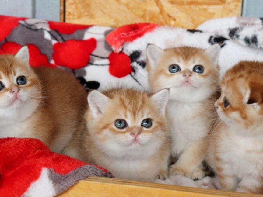 Шотландские золотые шиншиллы