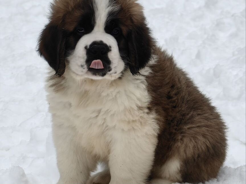 Сенбернар кобель щенок