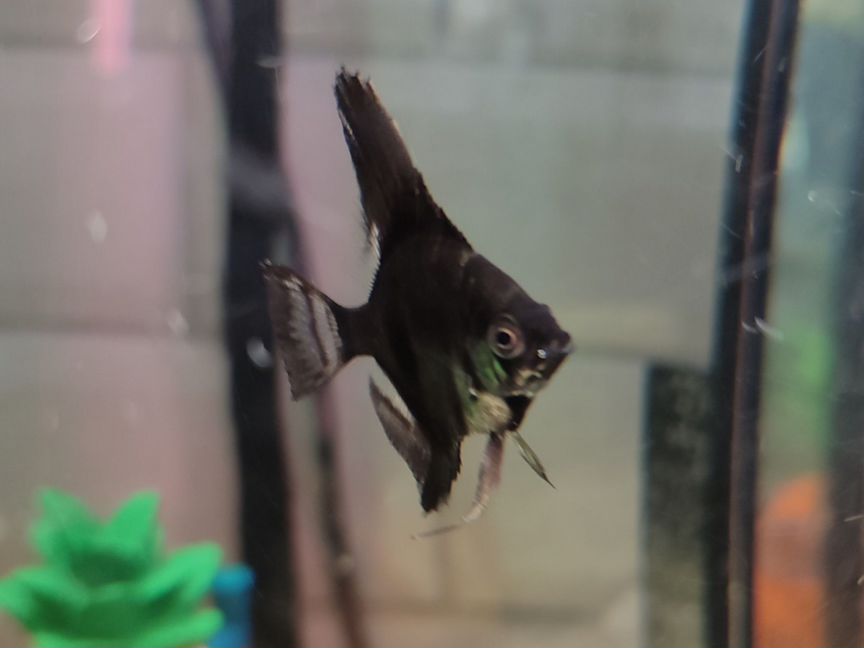 Рыбка скалярия