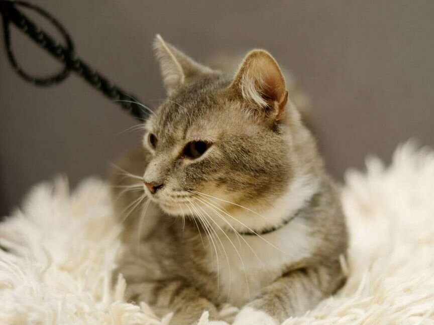Кот Грей