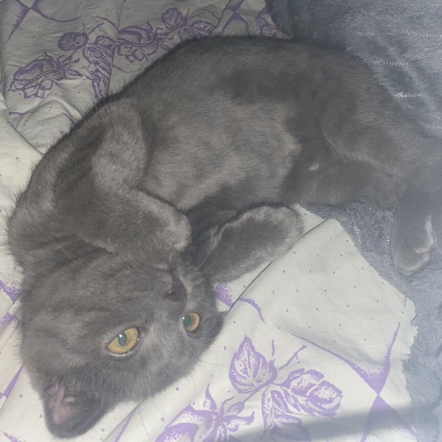 Шотландский вислоухий короткошёрстный котёнок