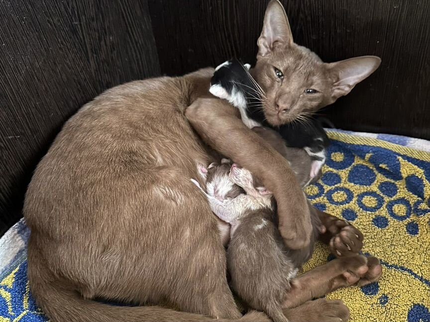 Котята чистопородные