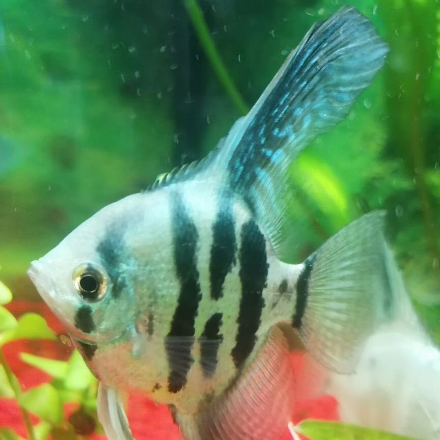 Аквариумные рыбки скалярии