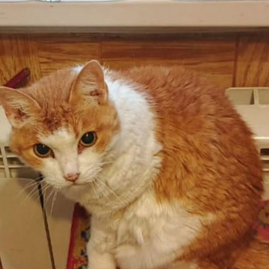 Взрослая, Девочка кошка в добрые руки