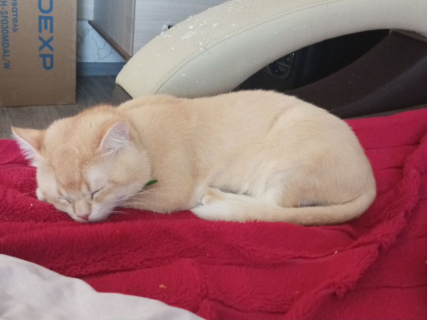 Рыжий кот британец