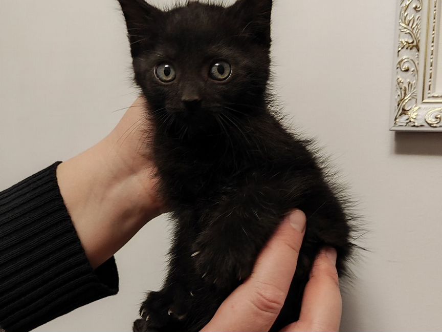 Котенка подкинули в подъезд