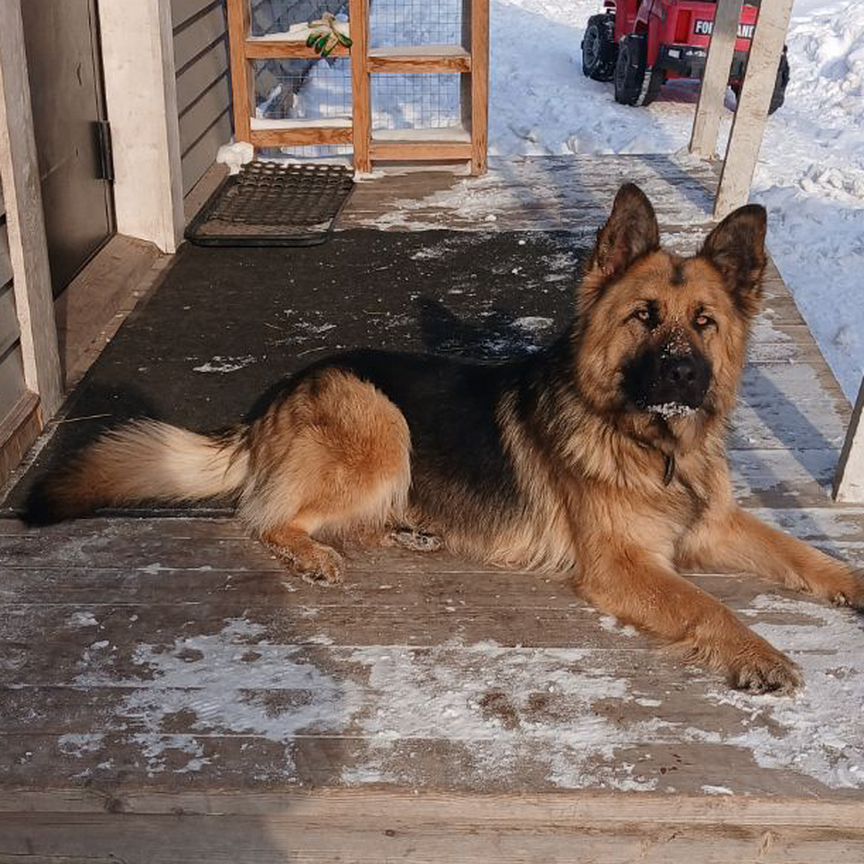 Немецкая овчарка, щенок