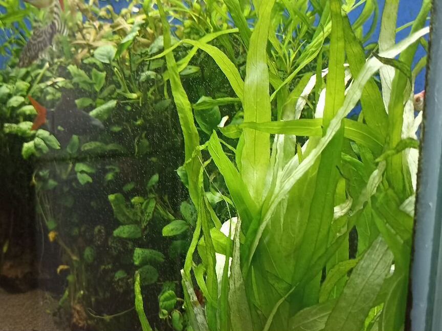 Анубиас нана