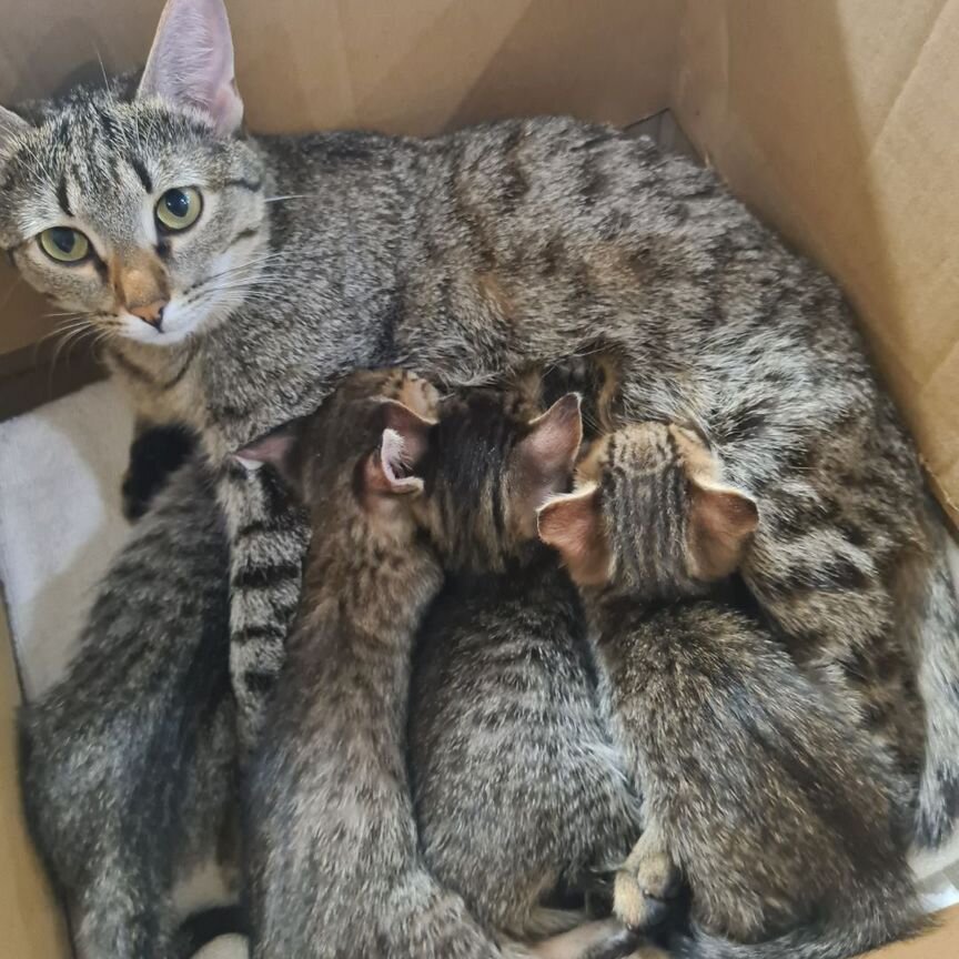 Домашние котята в добрые руки