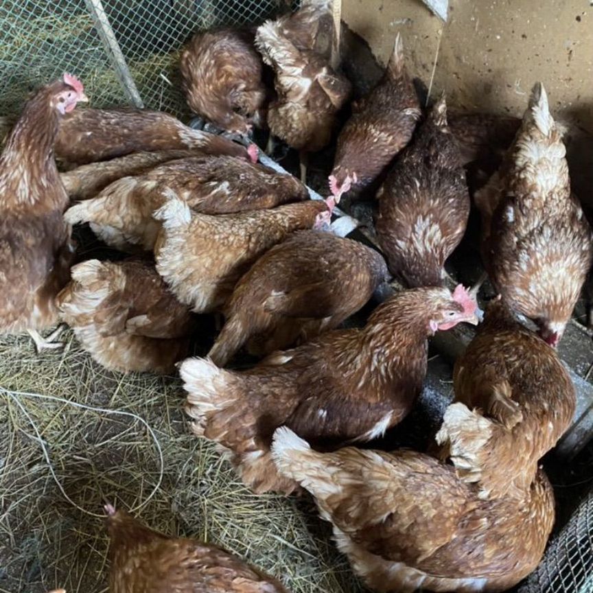 Куры несушки