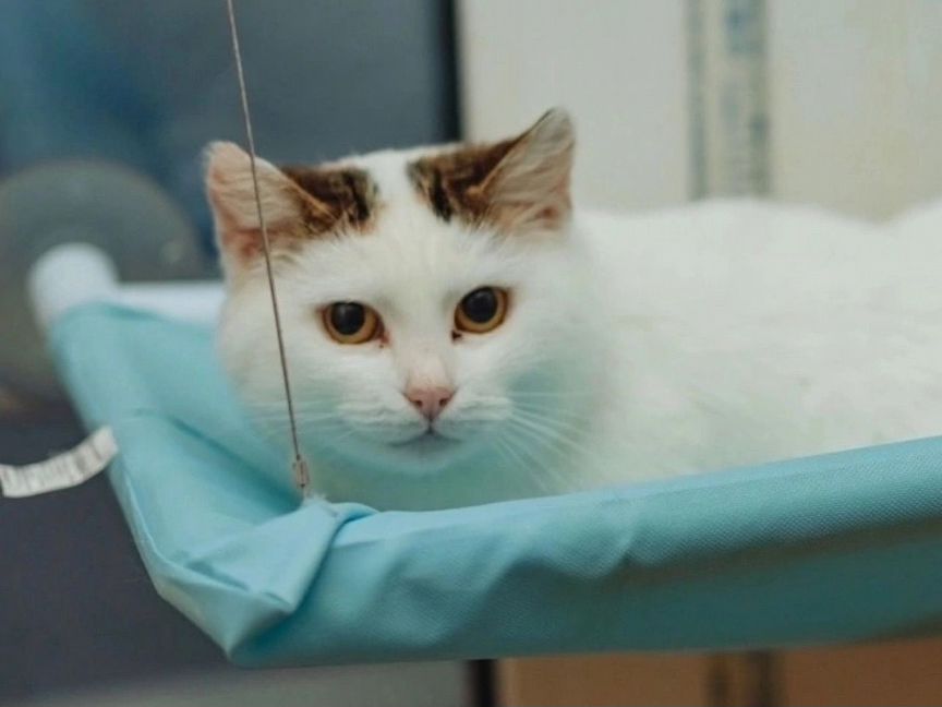 Кошка белая красавица