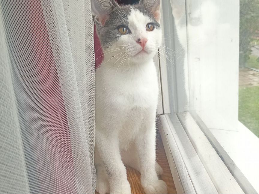 Котенок мальчик