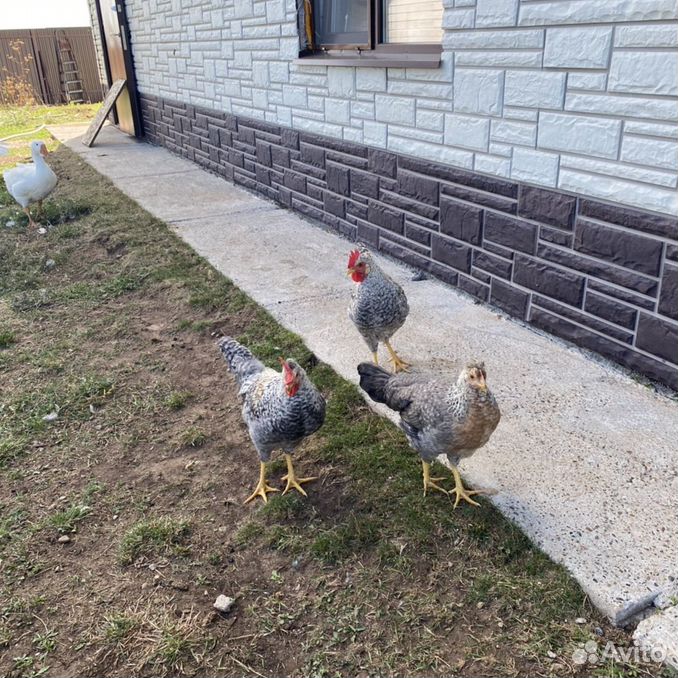 Легбар кремовый