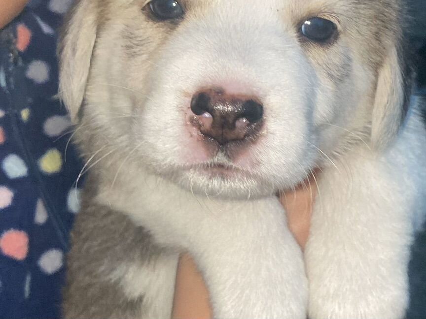 Собака в добрые руки отдам бесплатно