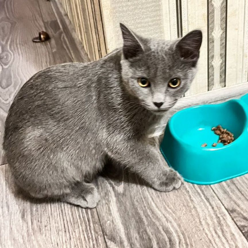 Британский короткошёрстный котёнок