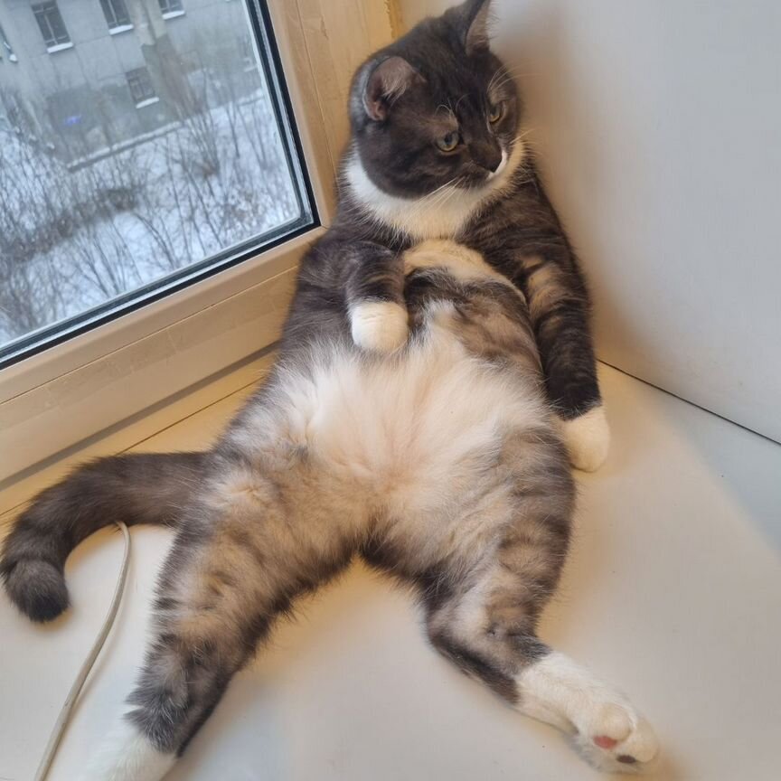 Кошга