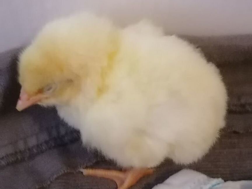 Цыплята бройлеры суточные