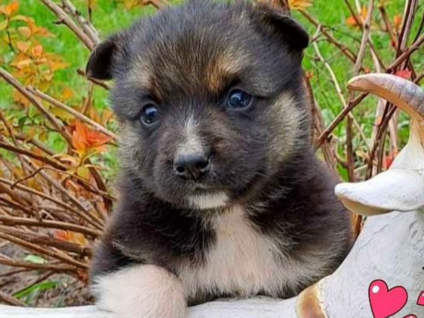 Щенок в добрые руки бесплатно