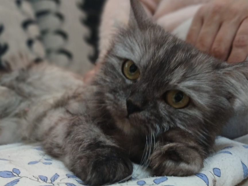 Кошечка невероятно красивая ищет семью и дом