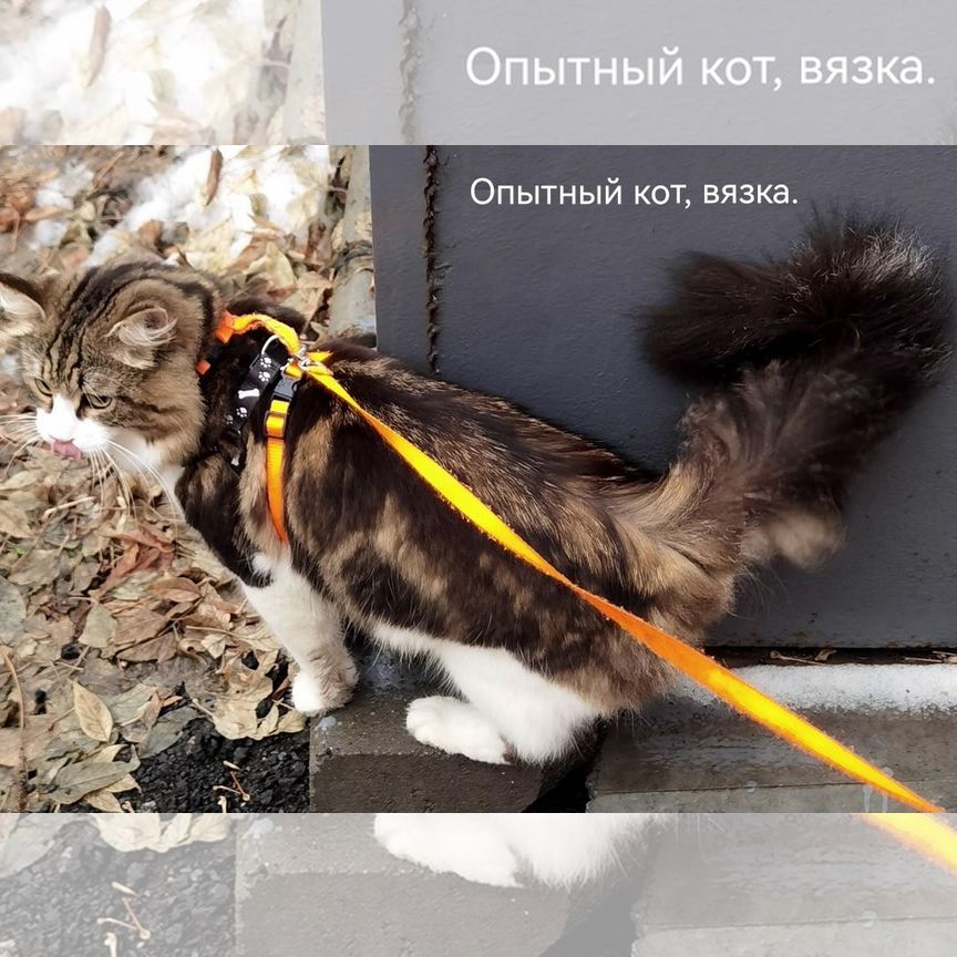 Сибирский, взрослый кот