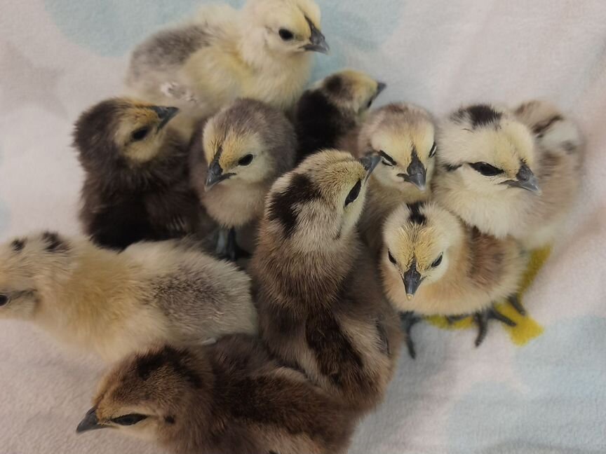 Цыплята Китайские шелковые куры, Лакеданзи