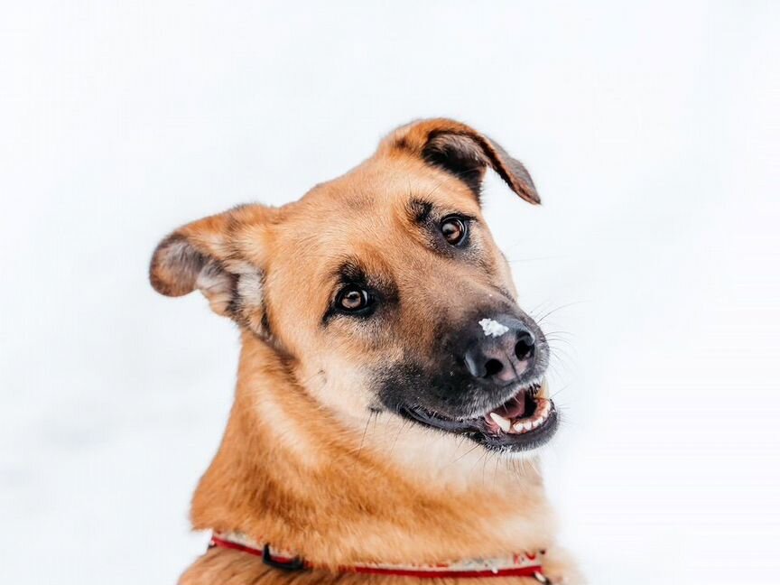 Собака в добрые руки