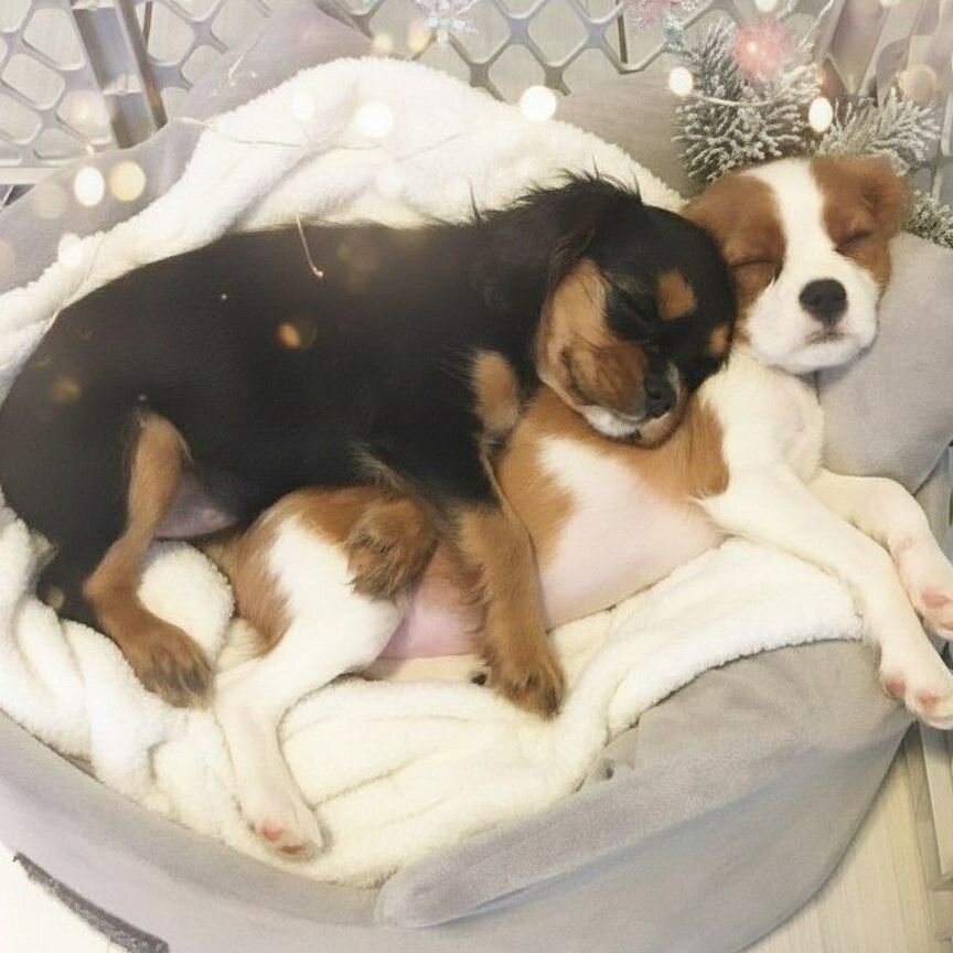 Кавалер кинг-чарльз-спаниель, щенок