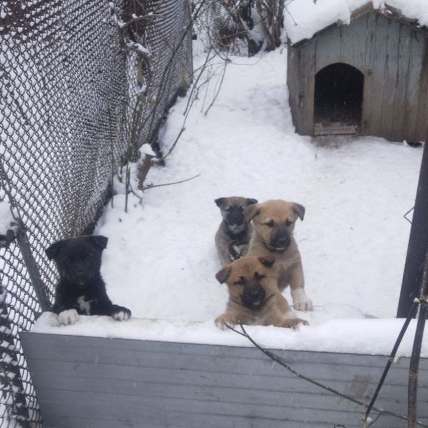 Щенок в добрые руки