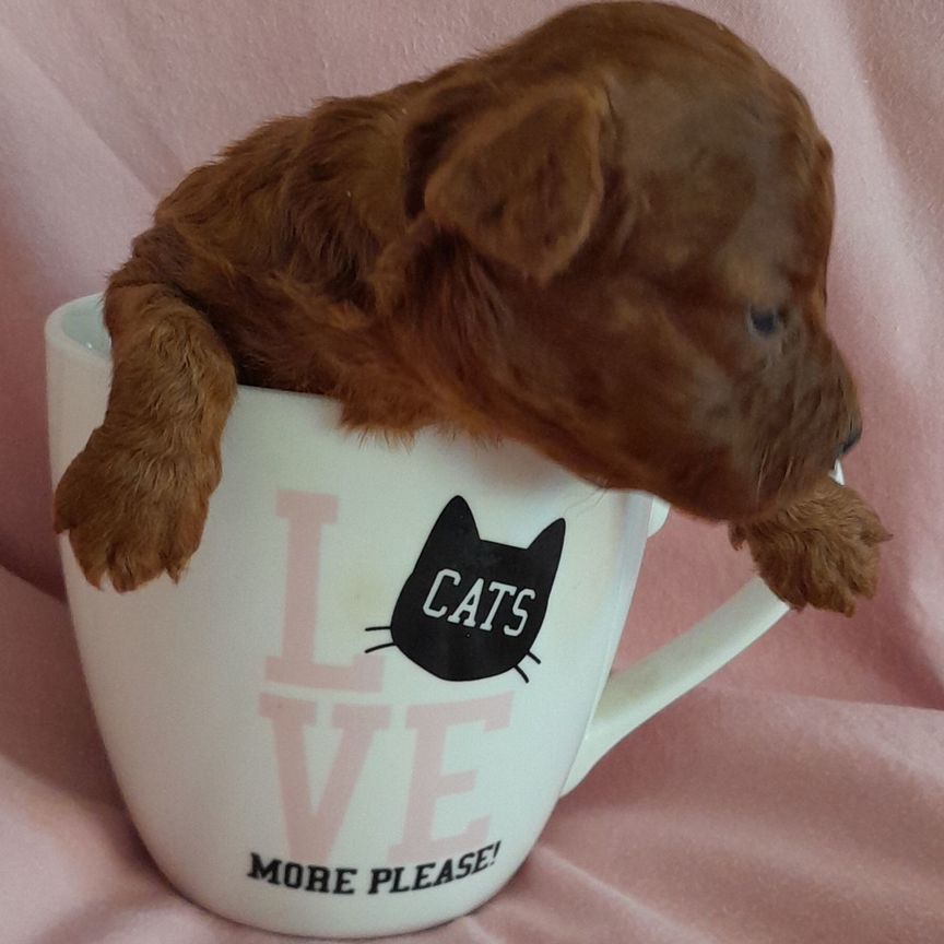 Той-пудель, щенок