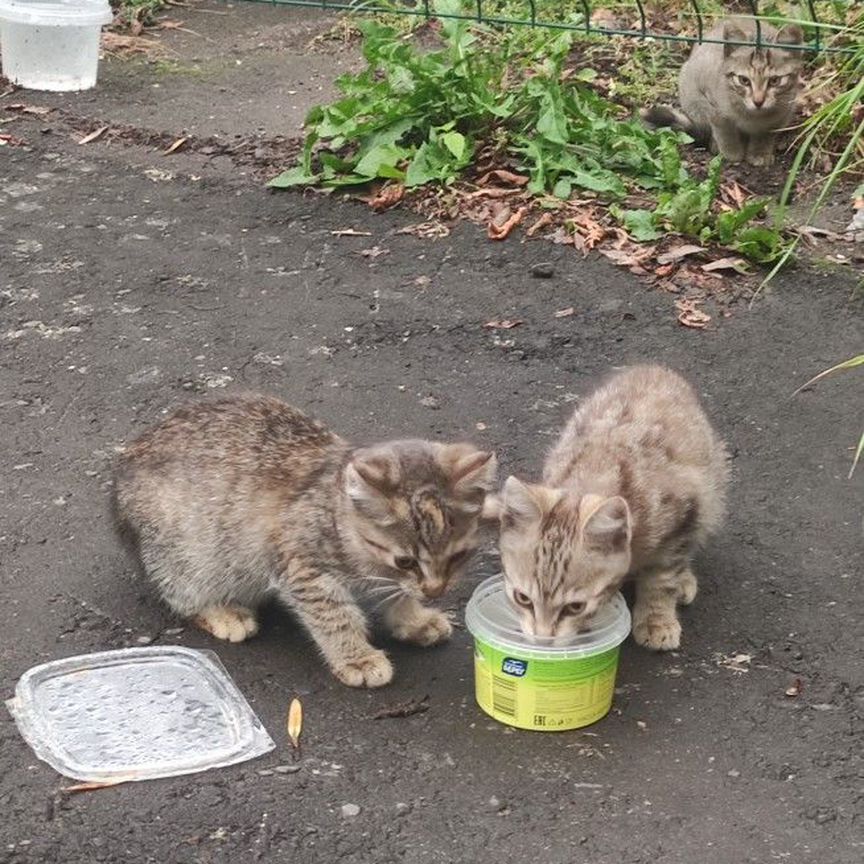 Кошка с котятами ищут дом