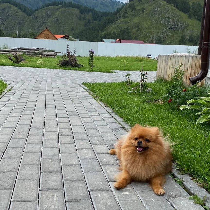 Вязка кобель