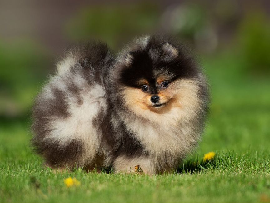Померанский шпиц медвежьего типа, мальчик, 3,5 мес