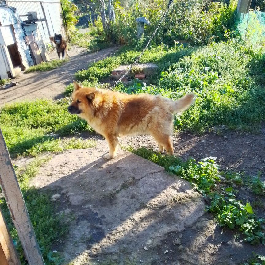 Отдам в добрые руки щенков