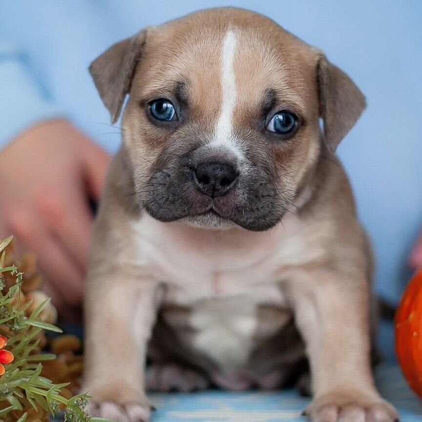 Американский булли, щенок