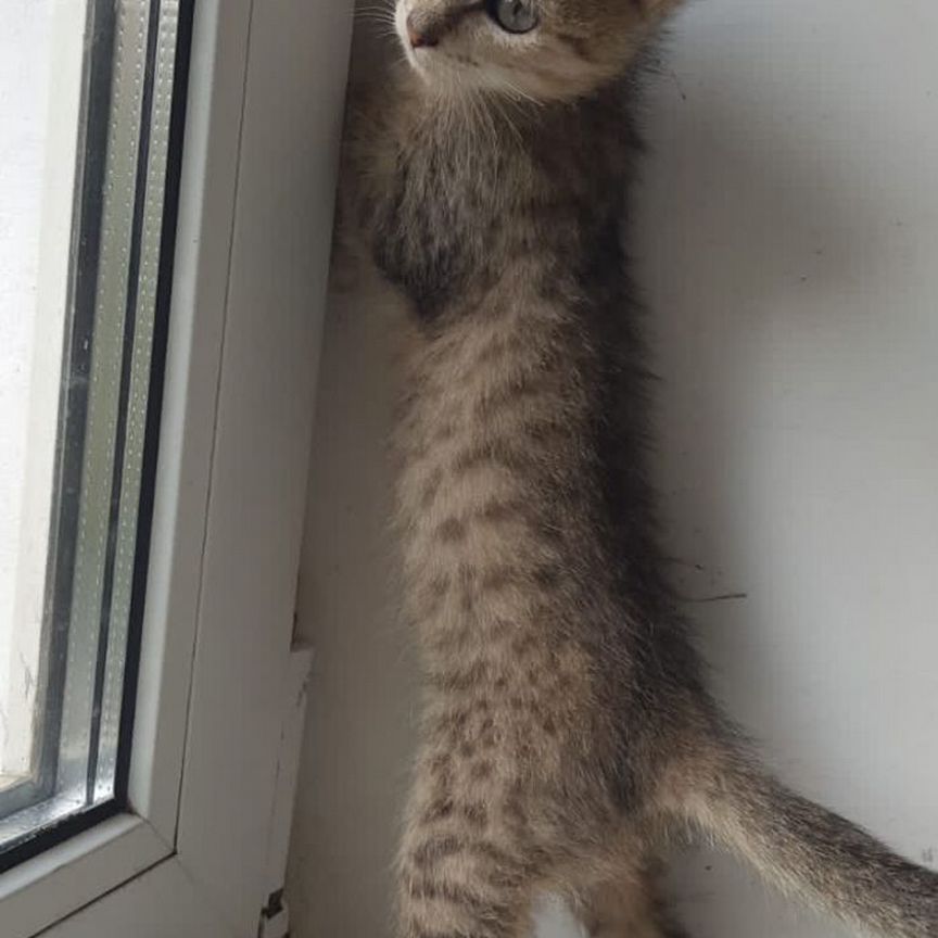 Котята в добрые руки, очень хотят обрести семью