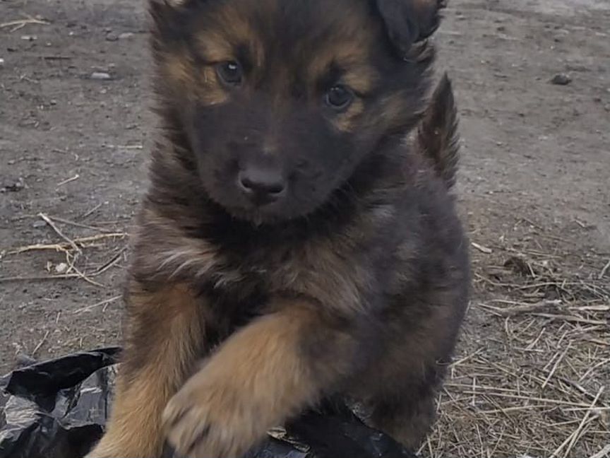 Собаки бесплатно