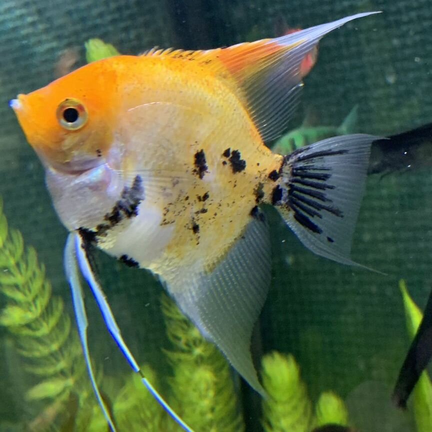 Скалярия кои