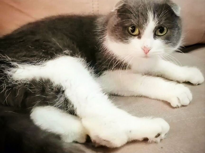 Котика нашли на улице ищет дом