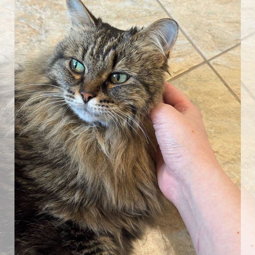 Сибирская, взрослая кошка