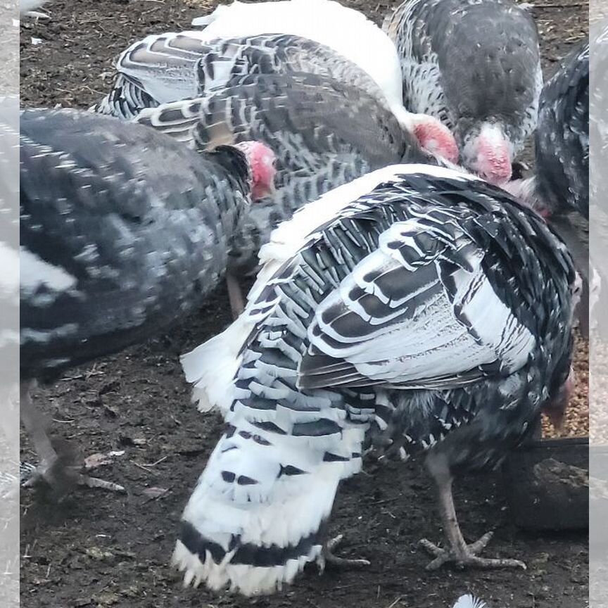 Индюки индюшата