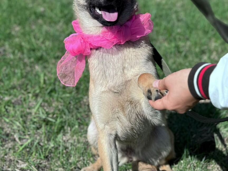 Щенуля Креветка нуждается в любящем хозяине