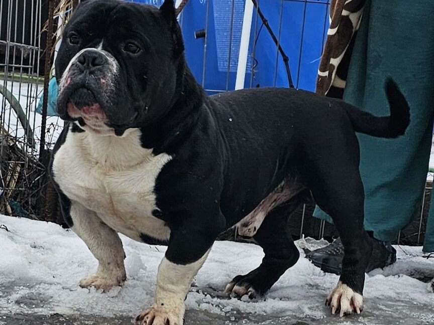 Американский булли щенки(вязка)