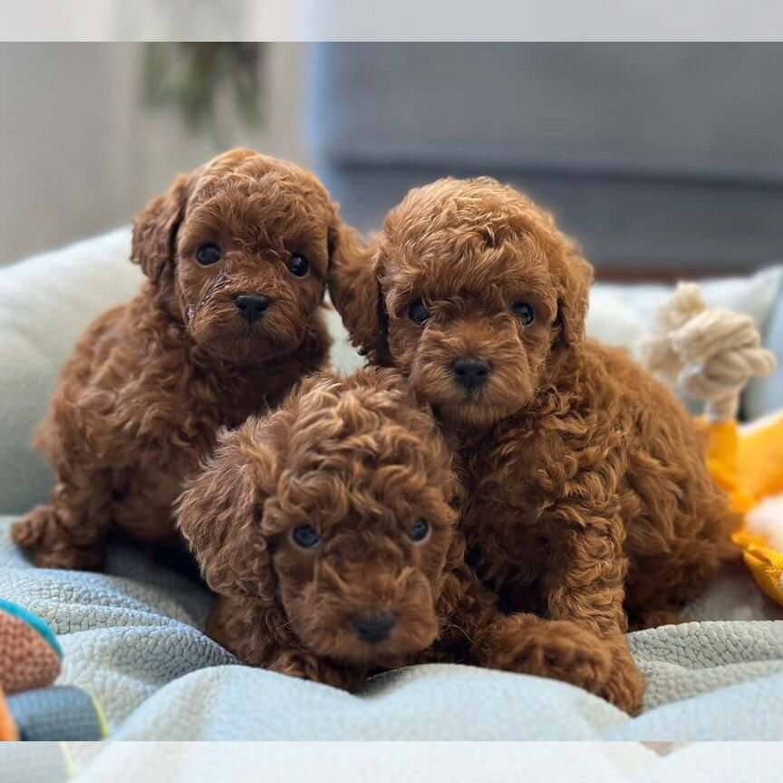 Той-пудель, щенок