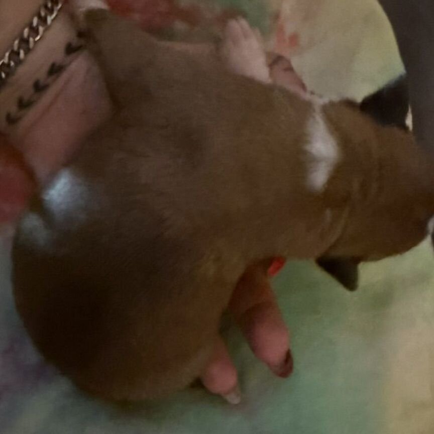 Американский стаффордширский терьер, щенок