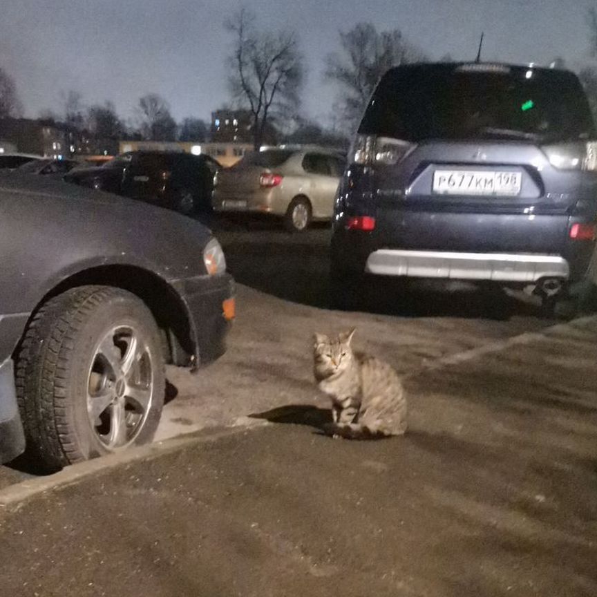 Кошечка ищет дом, никому не нужна