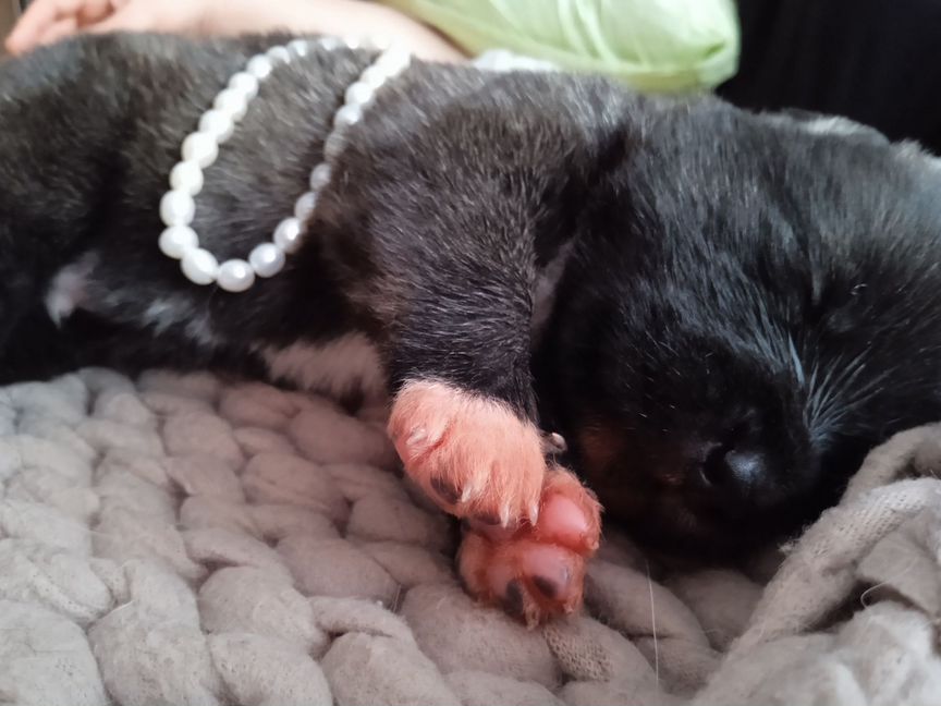 Щенки американской акиты