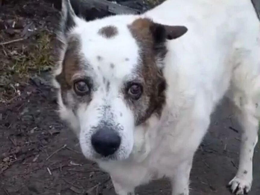 Собака в добрые руки бесплатно